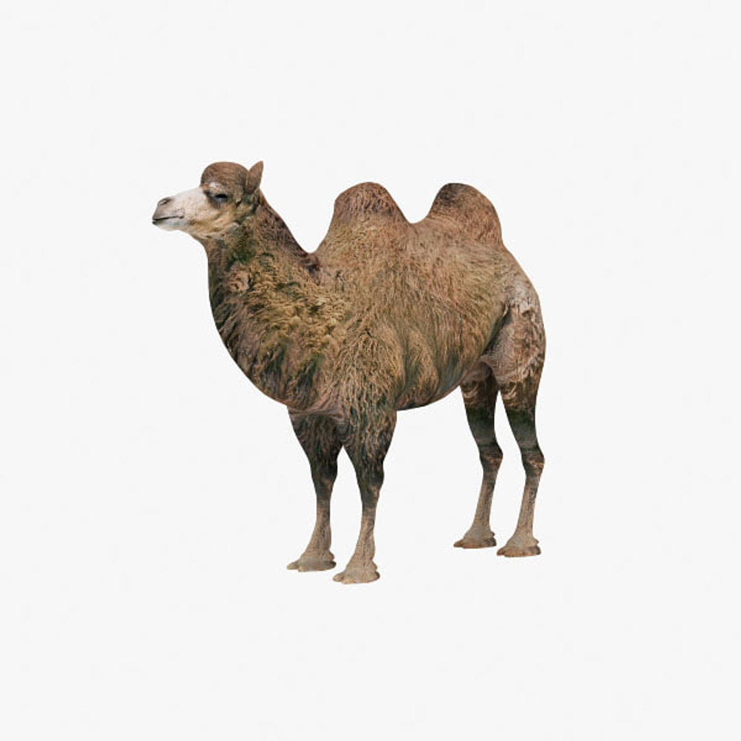 Camel 2 3d Model