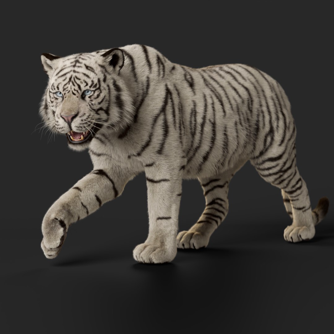 Tiger Hair Rigged Animated 3D Model - TurboSquid 2382590