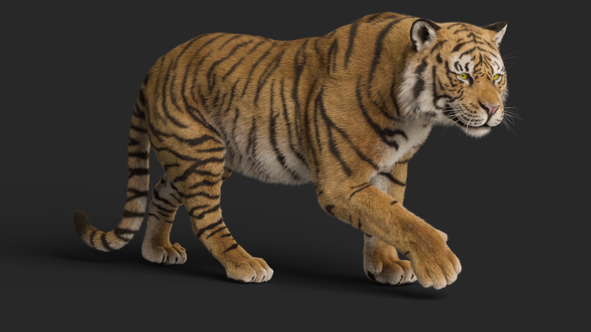 Tiger Hair Rigged Animated 3D Model - TurboSquid 2382590