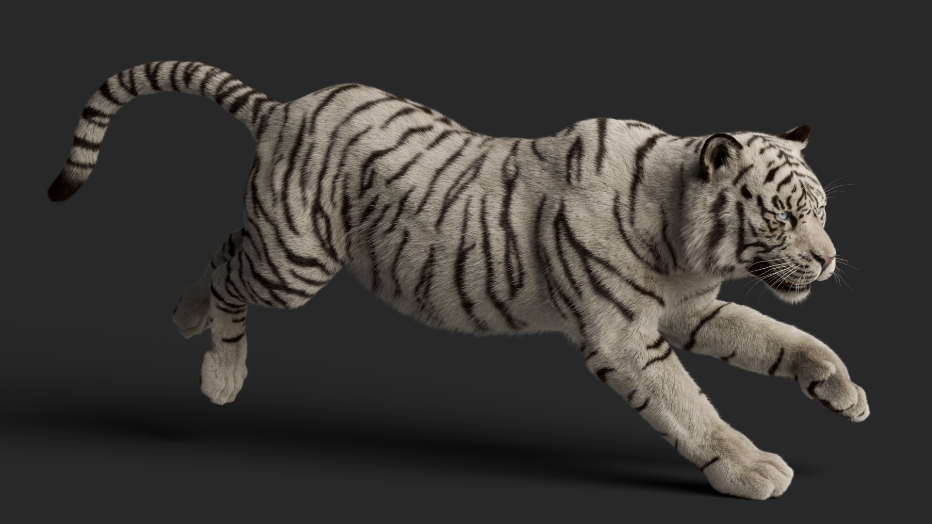 Tiger Hair Rigged Animated 3D Model - TurboSquid 2382590