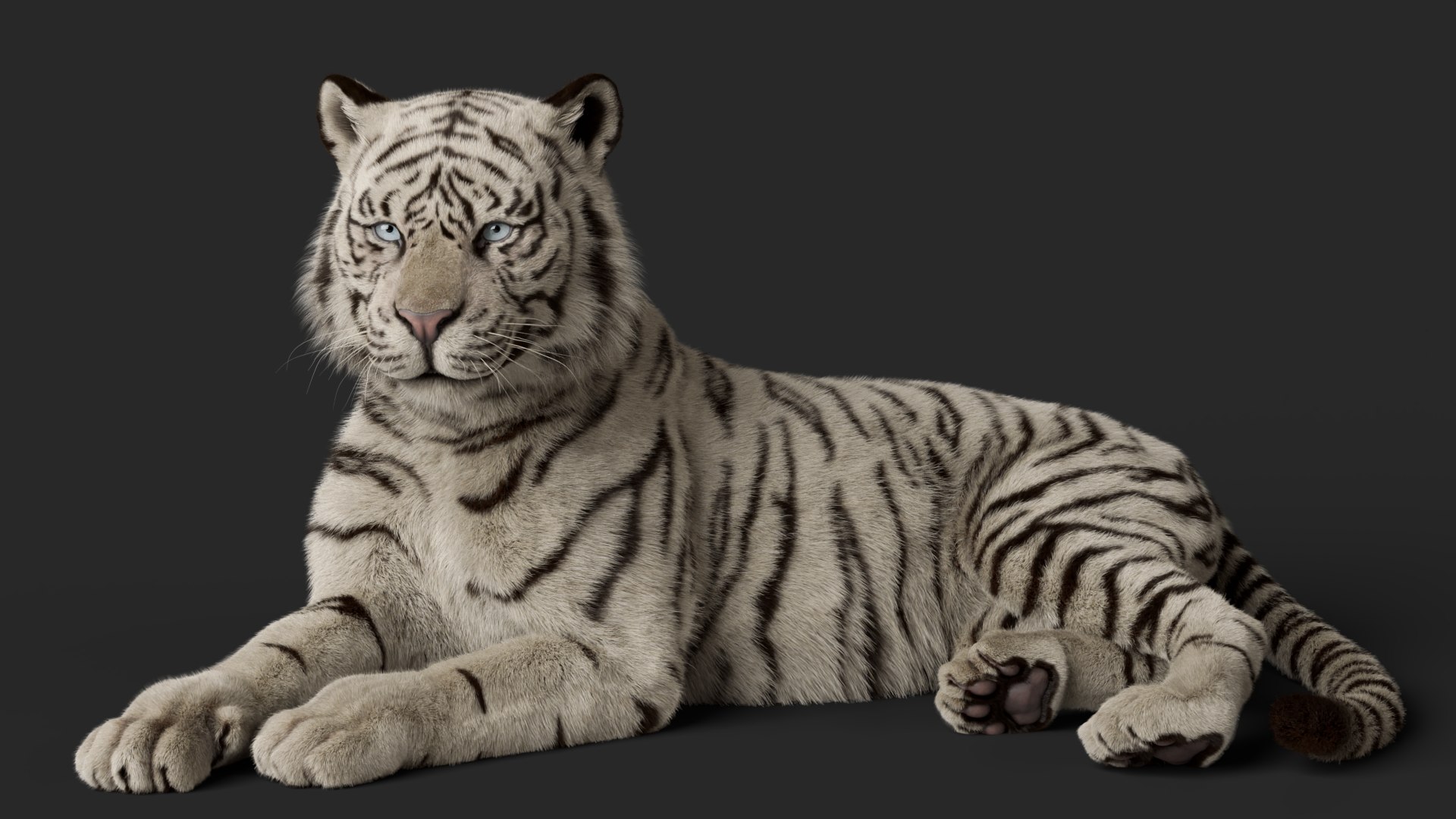 Tiger Hair Rigged Animated 3D Model - TurboSquid 2382590