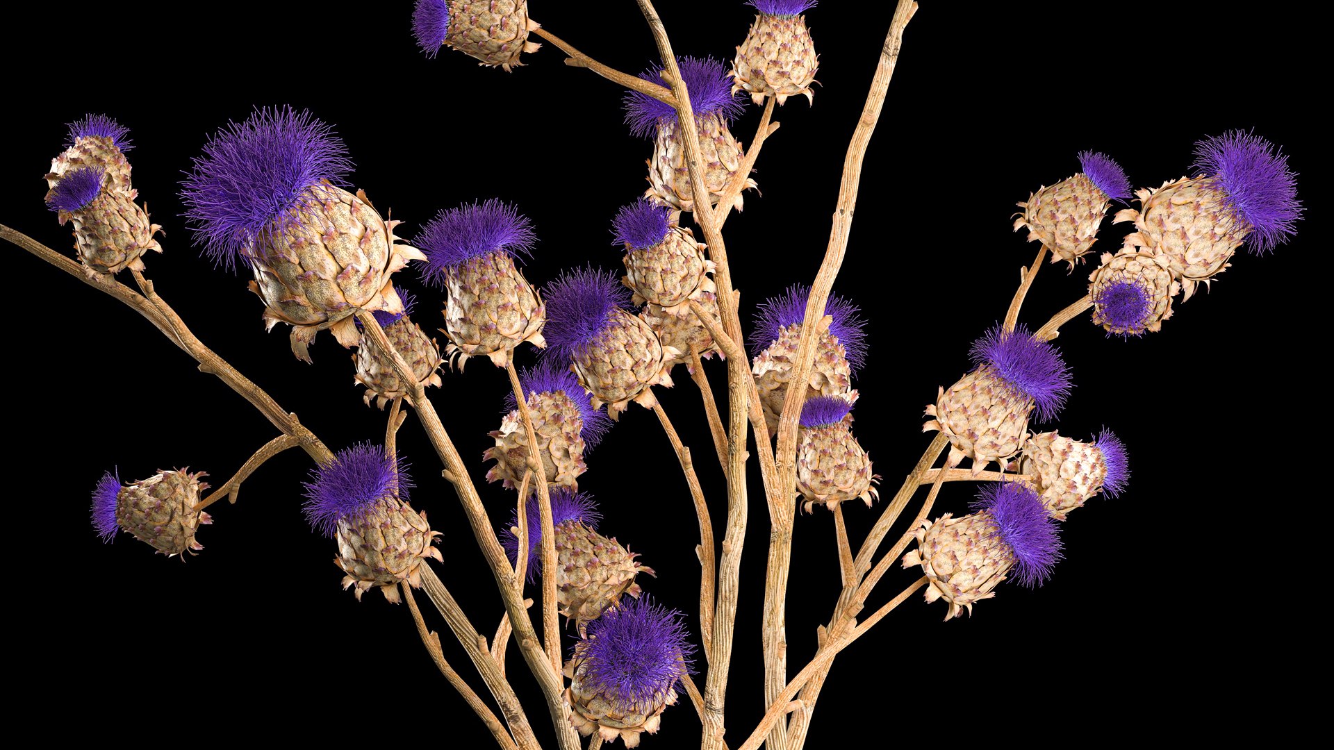 3D Beautiful bouquet of thistle dried flowers in a glass vase 291 model ...