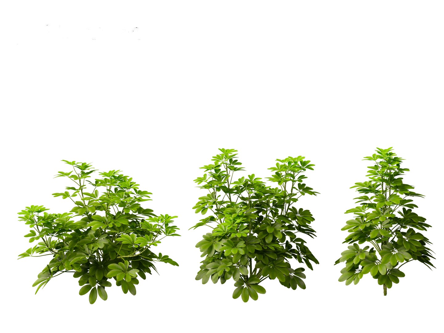 Schefflera Octophylla - Umbrella Plant 01 3D Model - TurboSquid 2137259