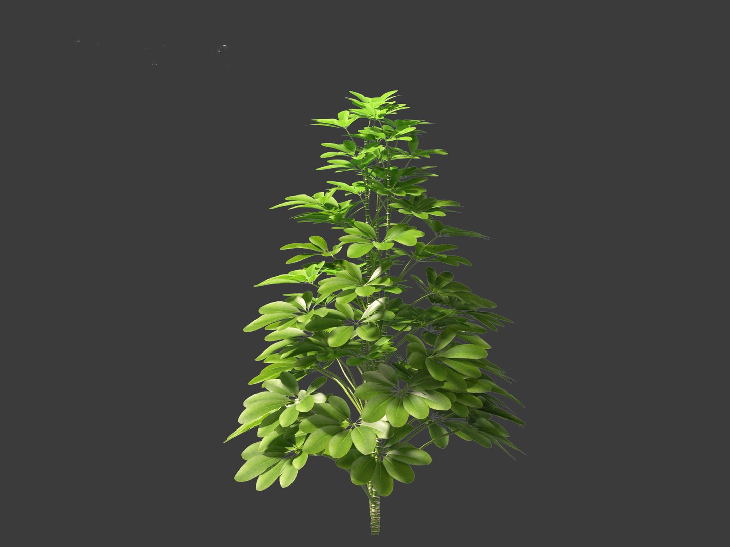 Schefflera Octophylla - Umbrella Plant 01 3D Model - TurboSquid 2137259