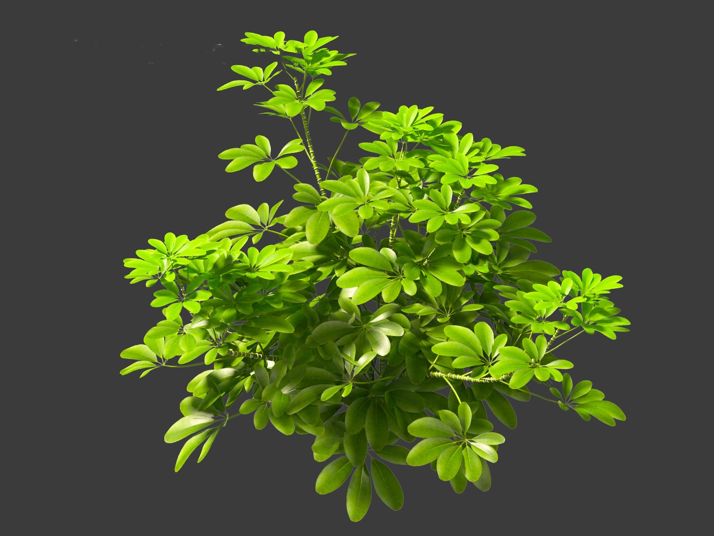 Schefflera Octophylla - Umbrella Plant 01 3D Model - TurboSquid 2137259