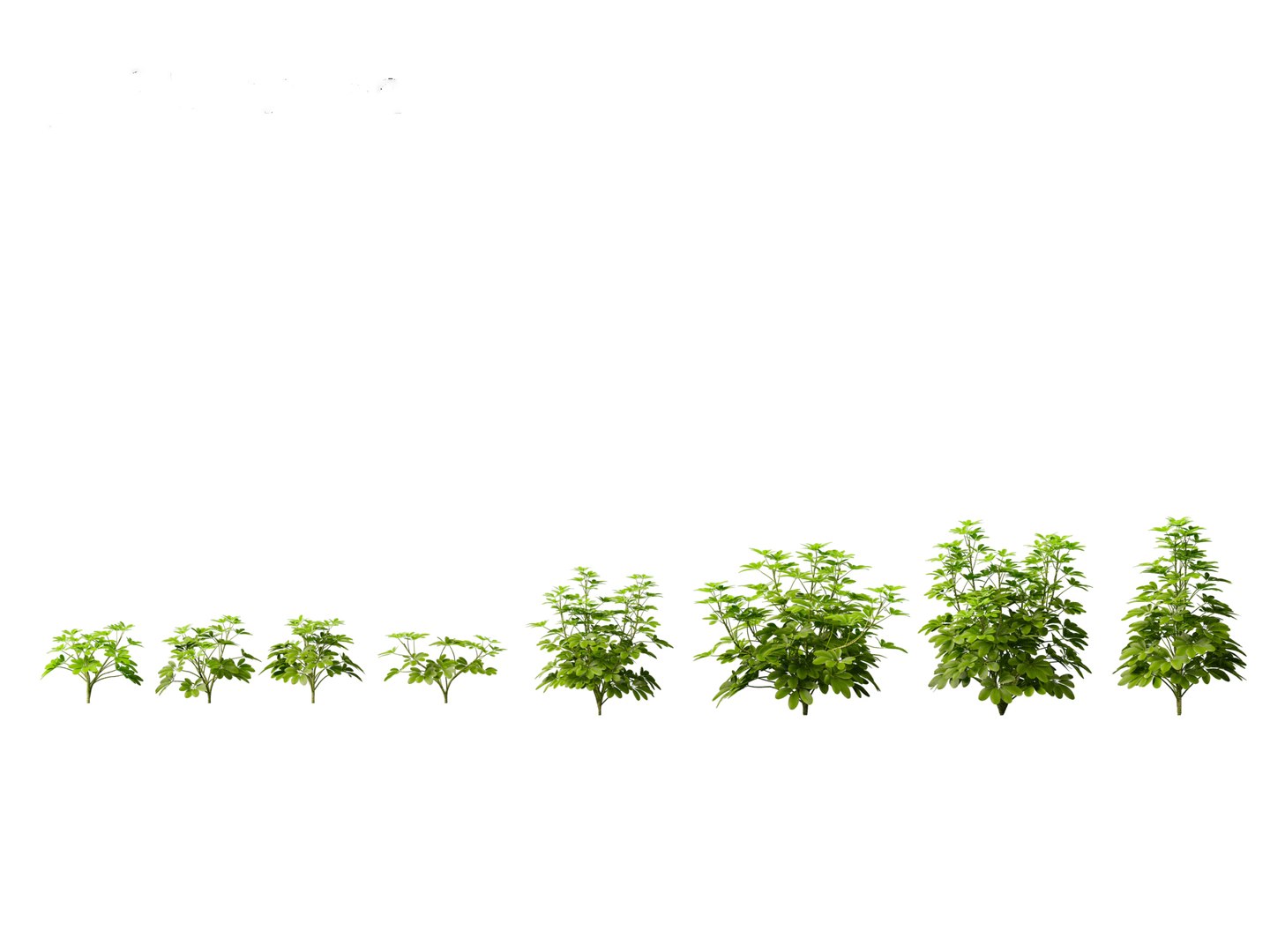 Schefflera Octophylla - Umbrella Plant 01 3D Model - TurboSquid 2137259