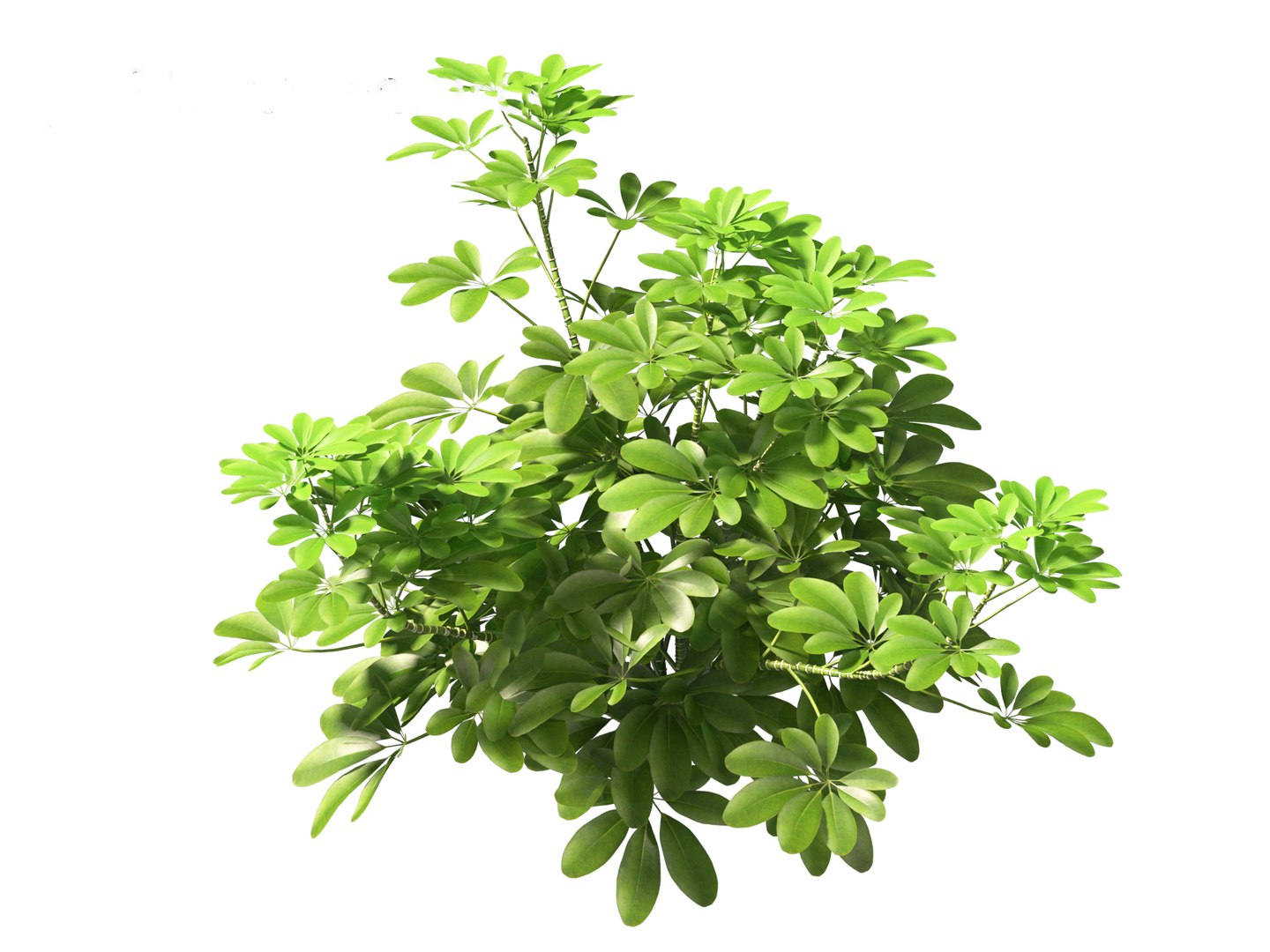 Schefflera Octophylla - Umbrella Plant 01 3D Model - TurboSquid 2137259