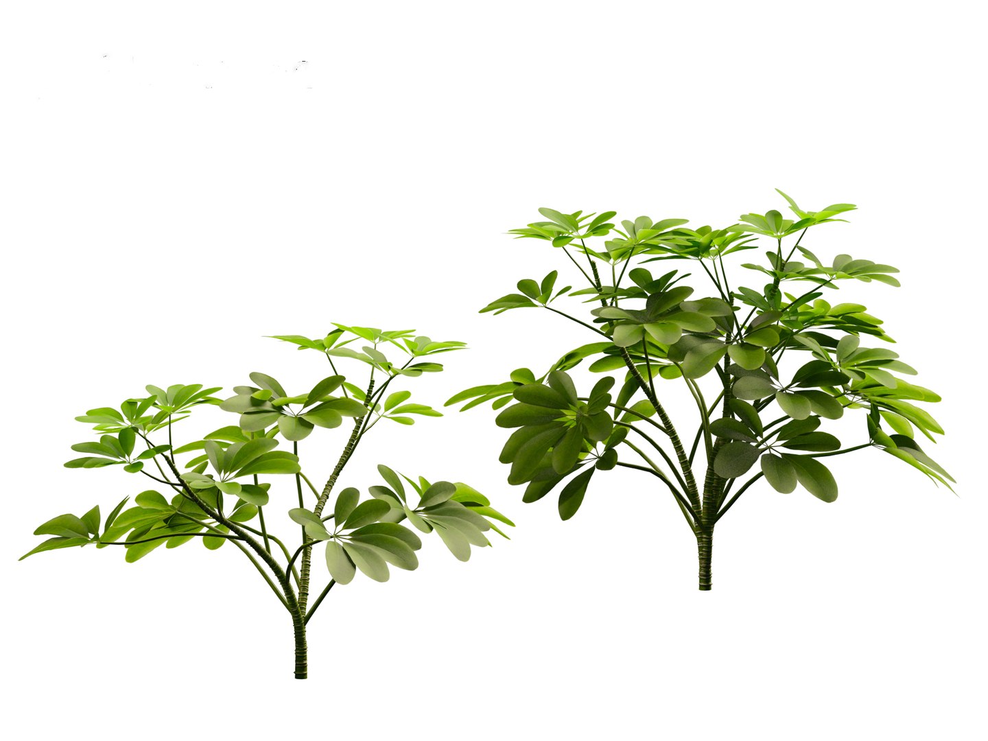 Schefflera Octophylla - Umbrella Plant 01 3D Model - TurboSquid 2137259