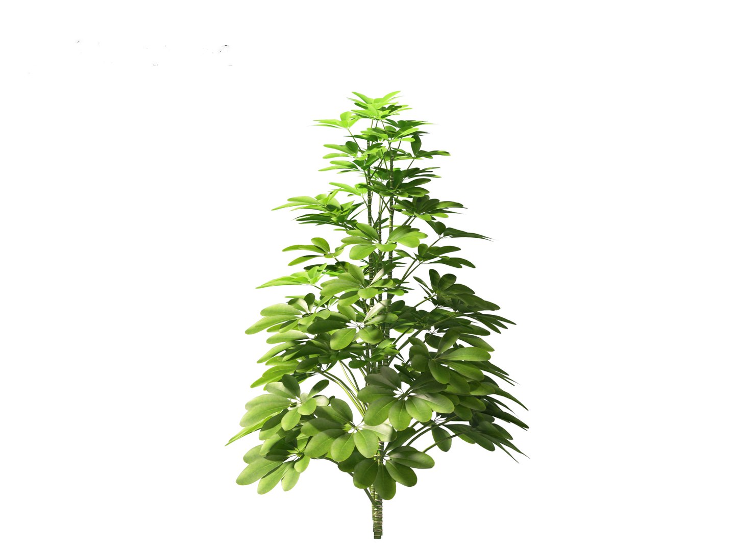 Schefflera Octophylla - Umbrella Plant 01 3D Model - TurboSquid 2137259