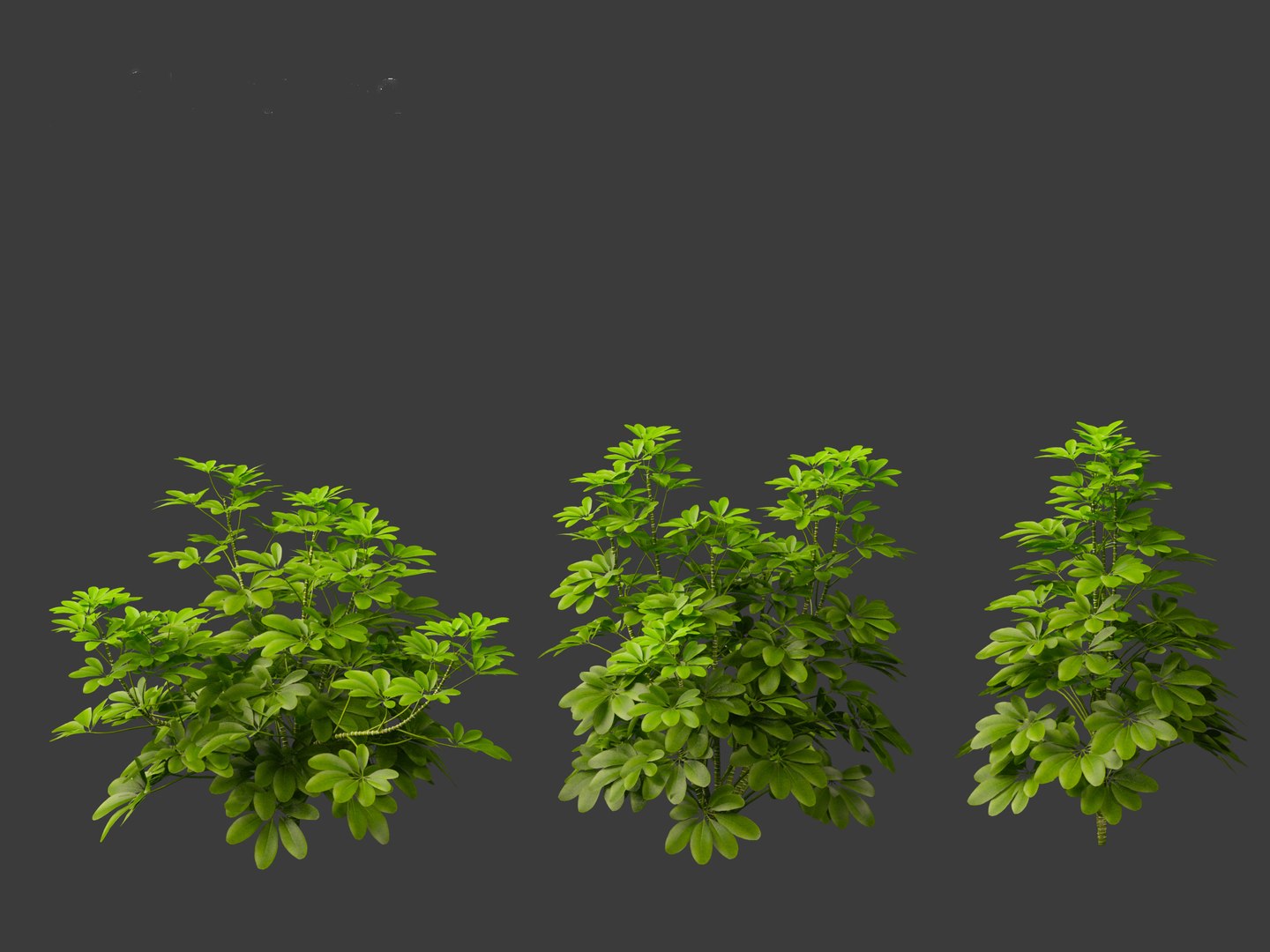 Schefflera Octophylla - Umbrella Plant 01 3D Model - TurboSquid 2137259