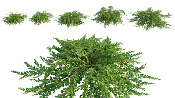 Bundle 06 - Japanese garden 3D model - TurboSquid 1734368