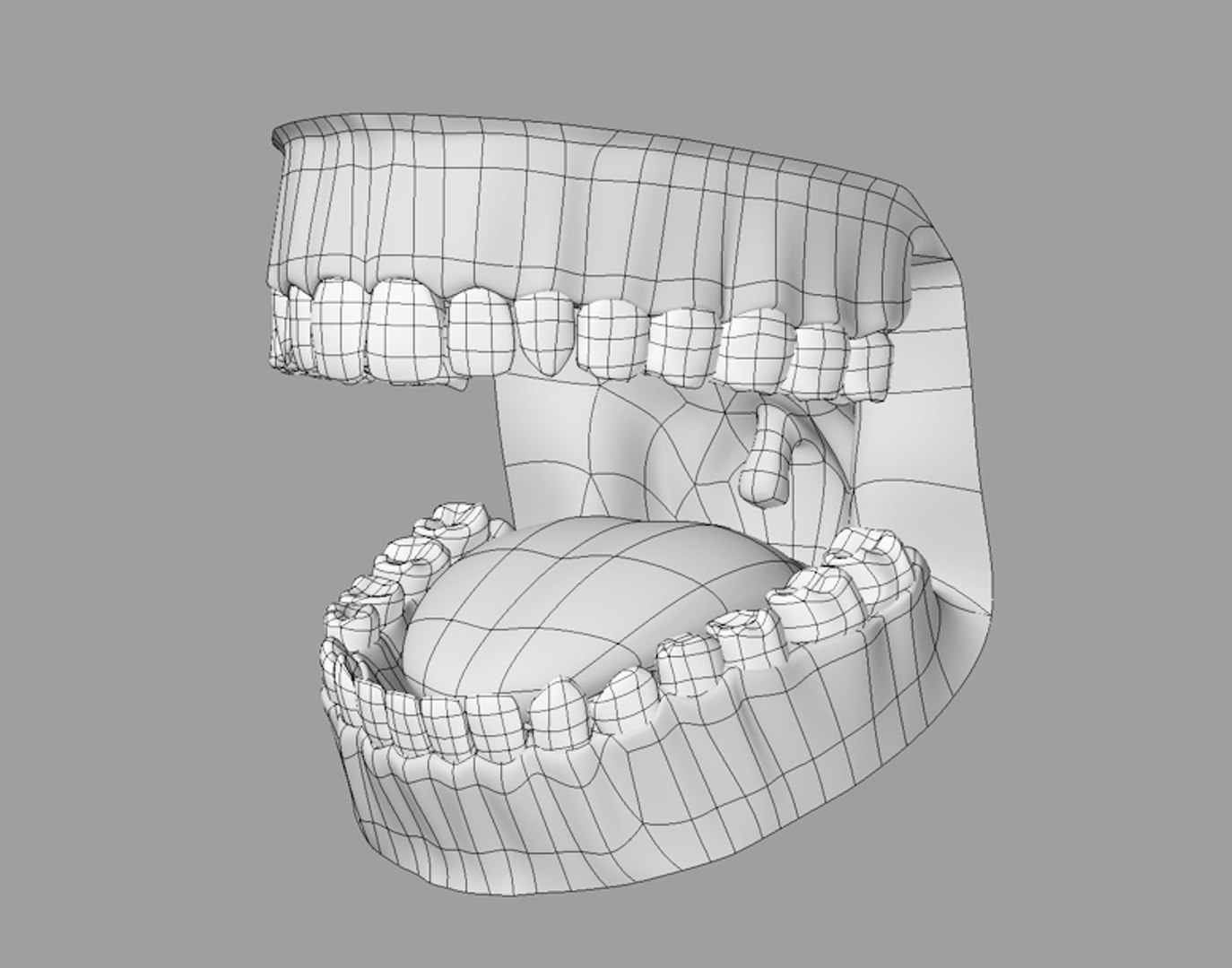 3d Dental Anatomy
