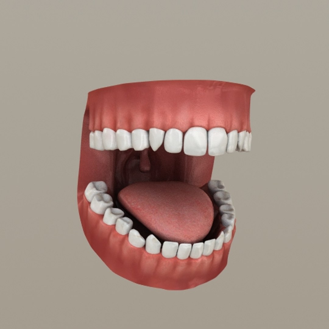 3d Dental Anatomy