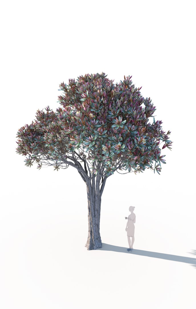 3D Flowering Bronze Loquat Eriobotrya Model - TurboSquid 1698023