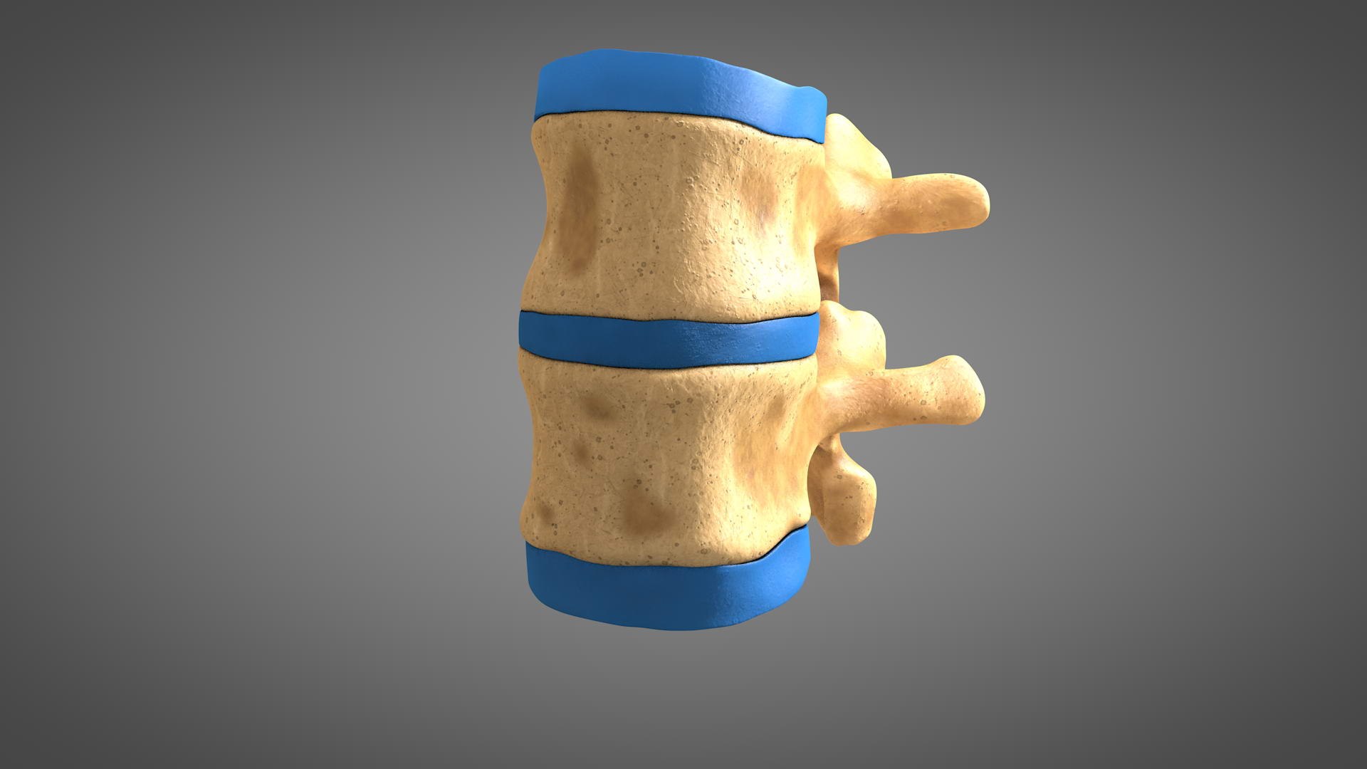 Human spine 3D model - TurboSquid 1332605