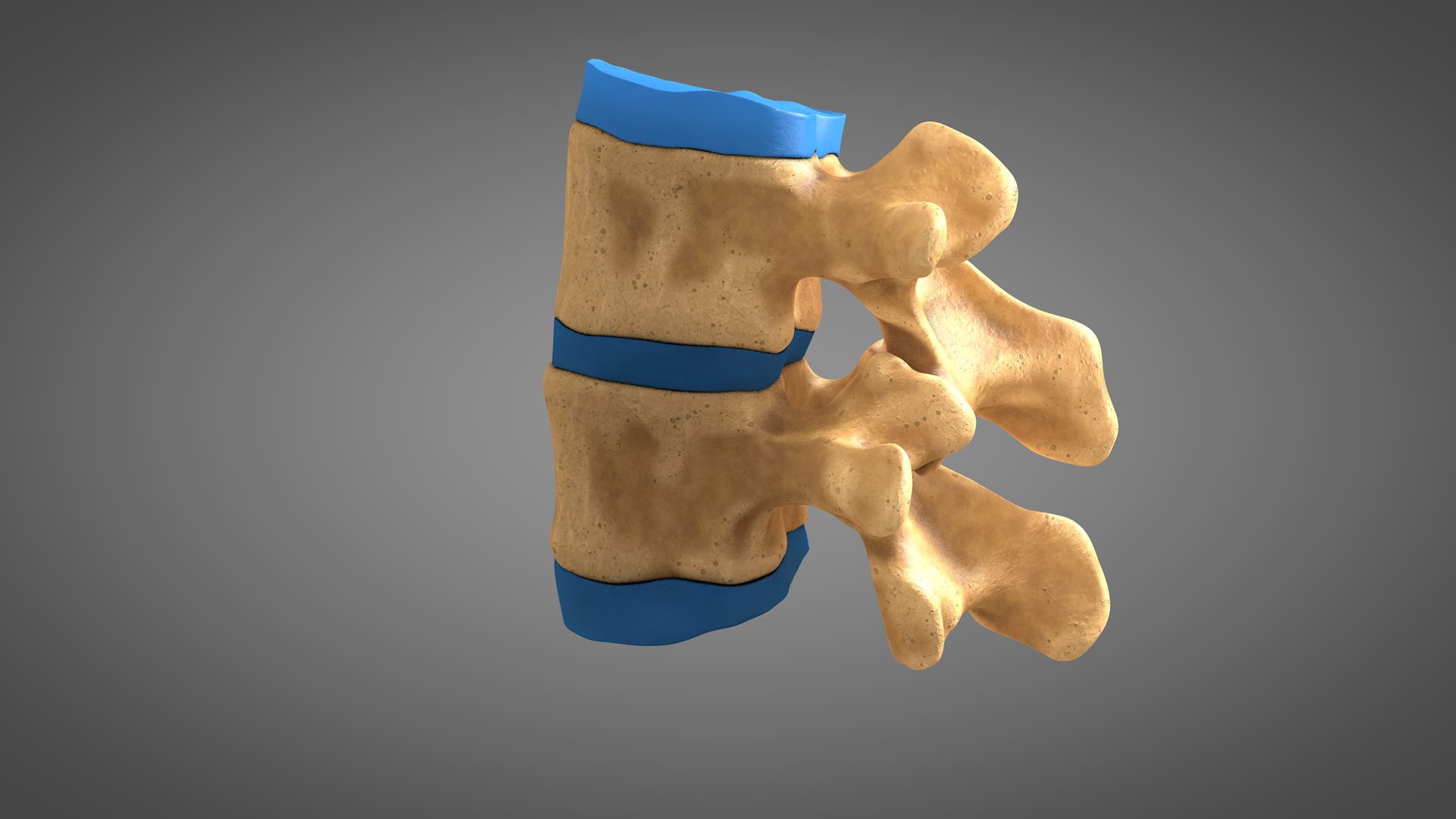 Human spine 3D model - TurboSquid 1332605