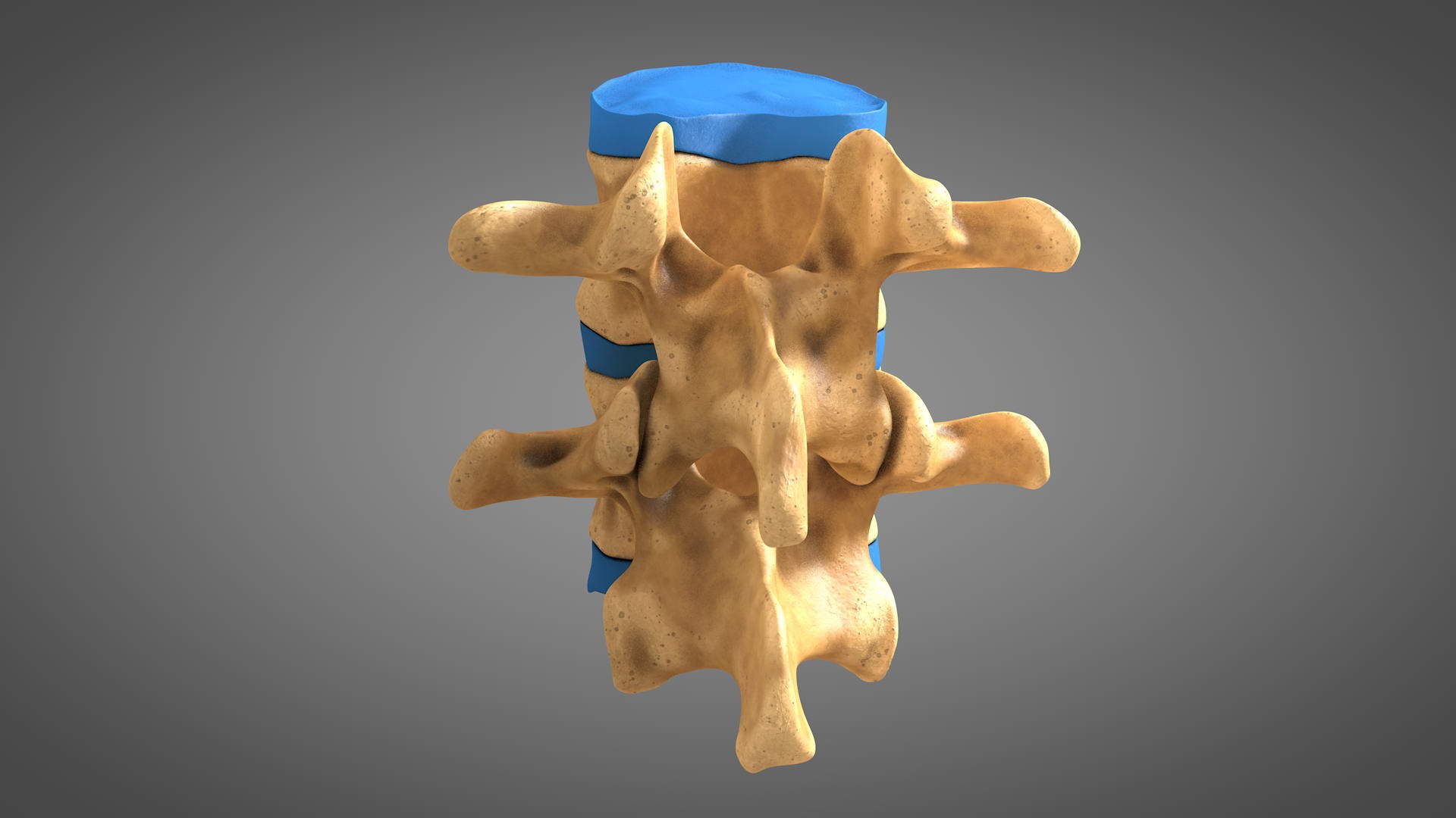 Human Spine 3D Model - TurboSquid 1332605