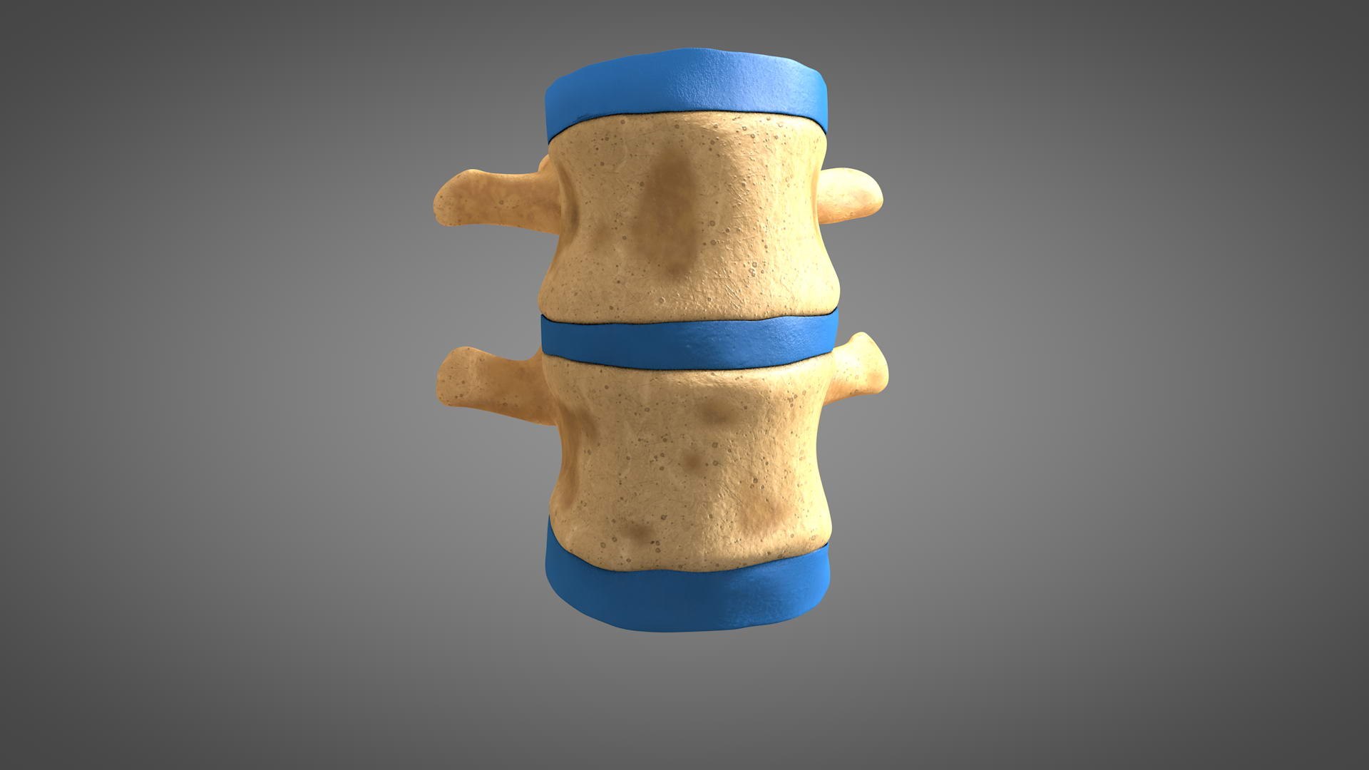 Human spine 3D model - TurboSquid 1332605
