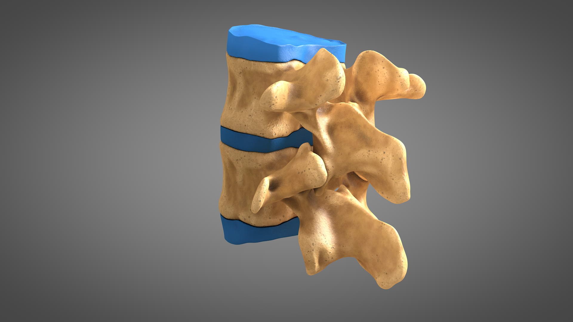 Human spine 3D model - TurboSquid 1332605