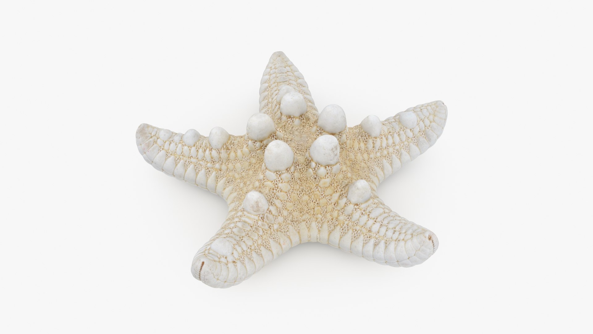Sea Star 2 3D Model - TurboSquid 2290976
