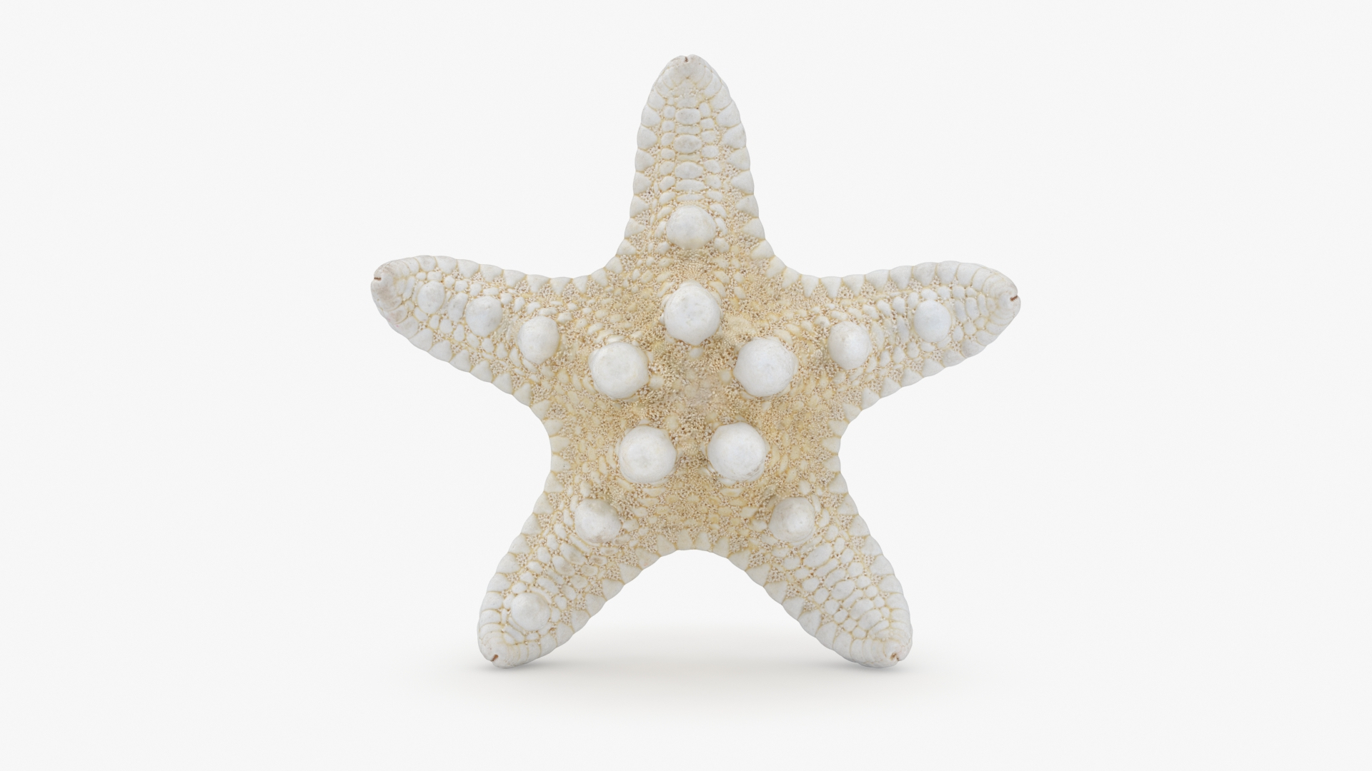 Sea Star 2 3D Model - TurboSquid 2290976