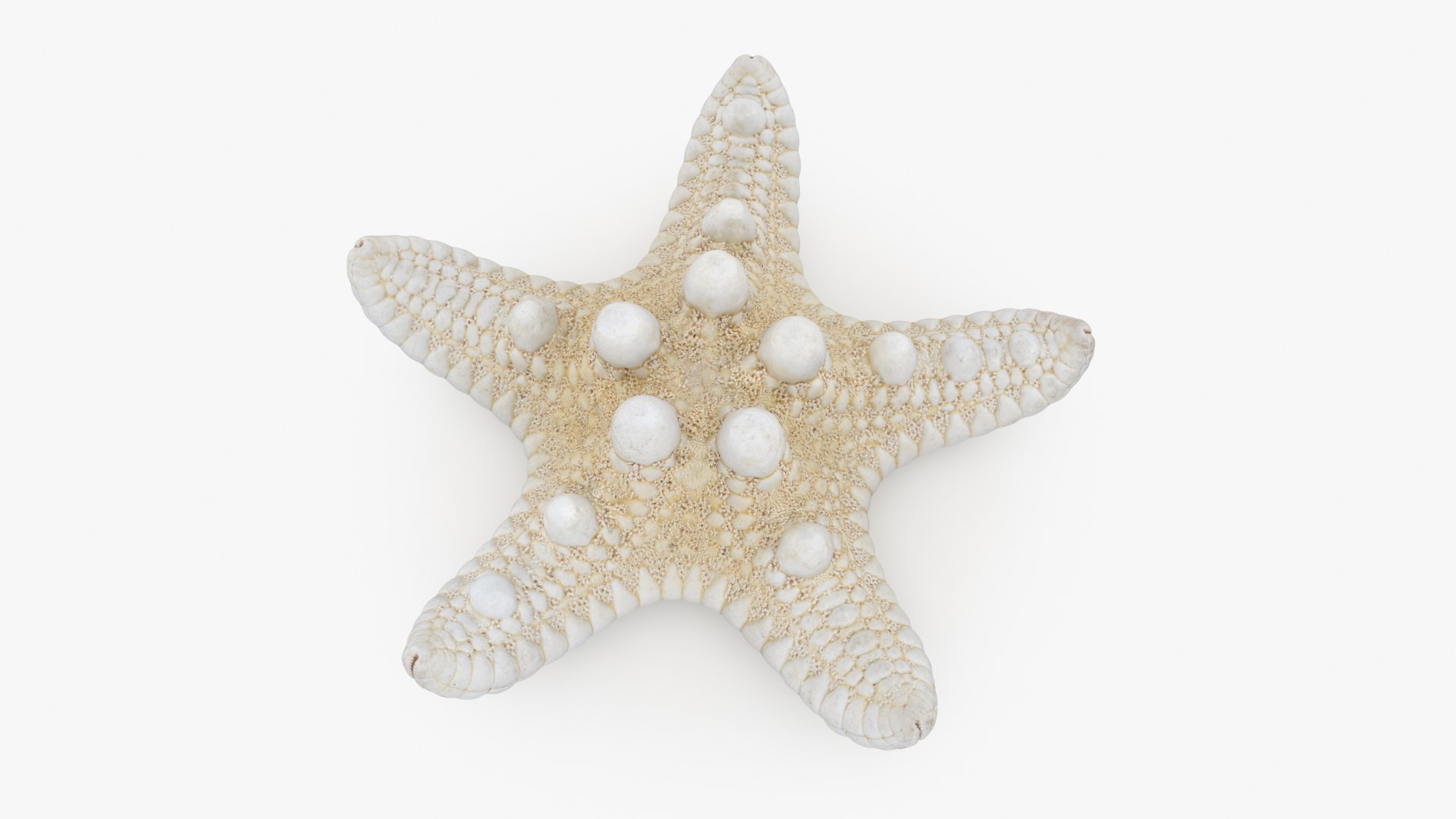 Sea Star 2 3D Model - TurboSquid 2290976
