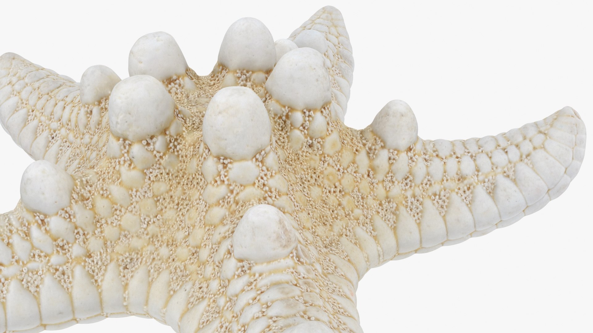 Sea Star 2 3D Model - TurboSquid 2290976