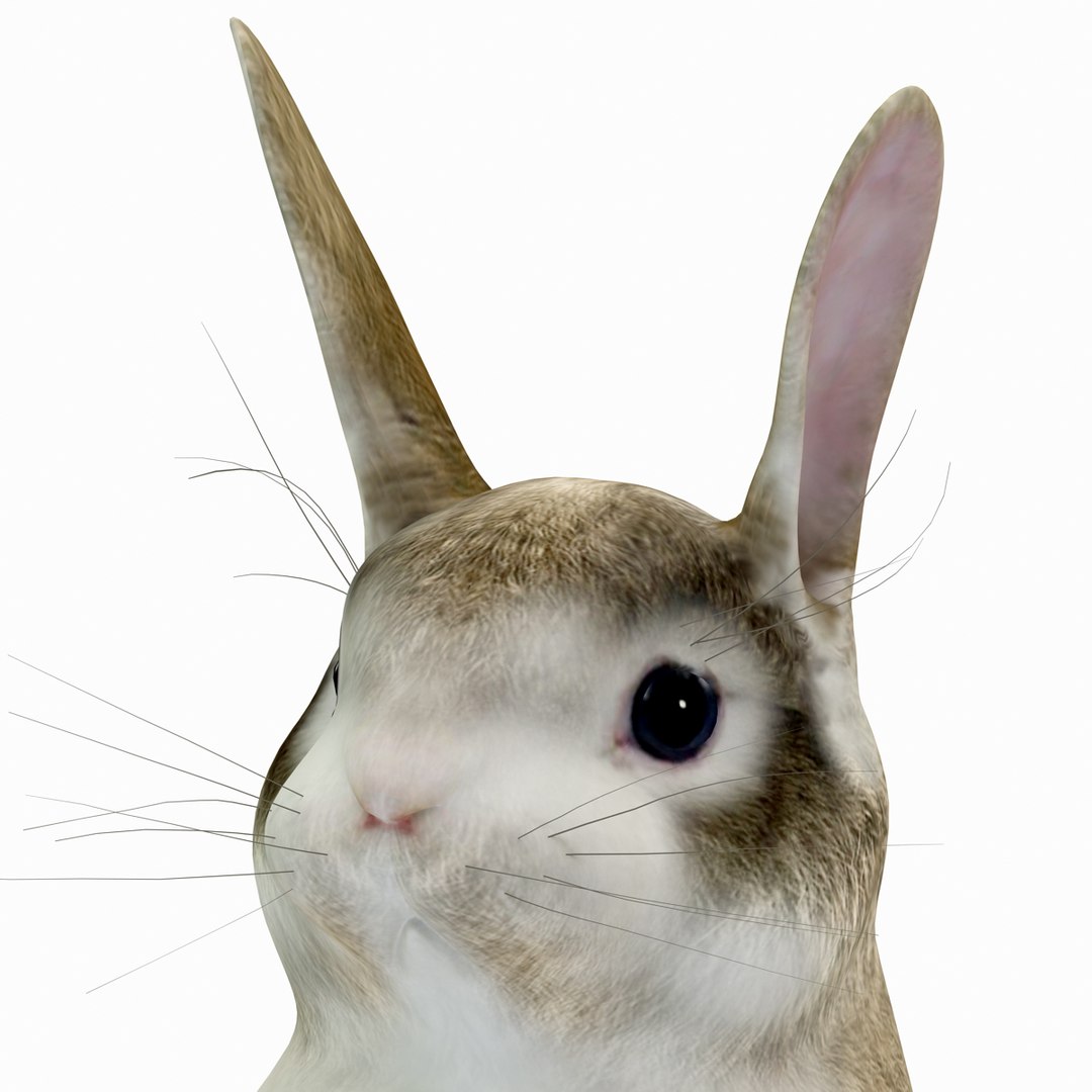 Rabbit V2 3d Model