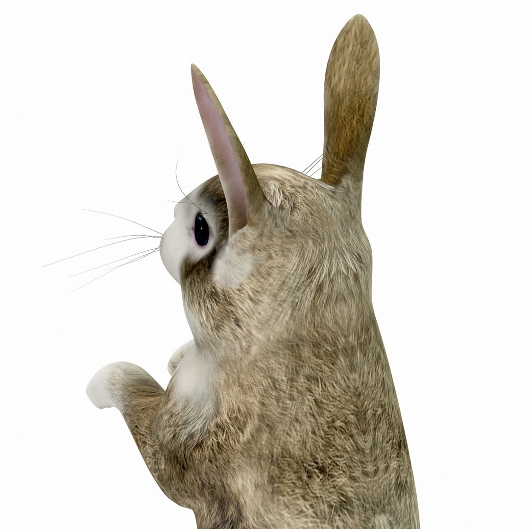 Rabbit V2 3d Model