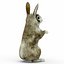 Rabbit V2 3d Model