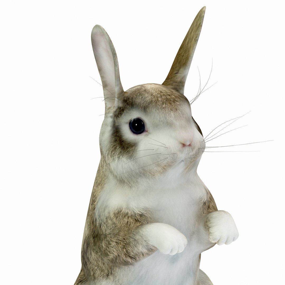 Rabbit V2 3d Model