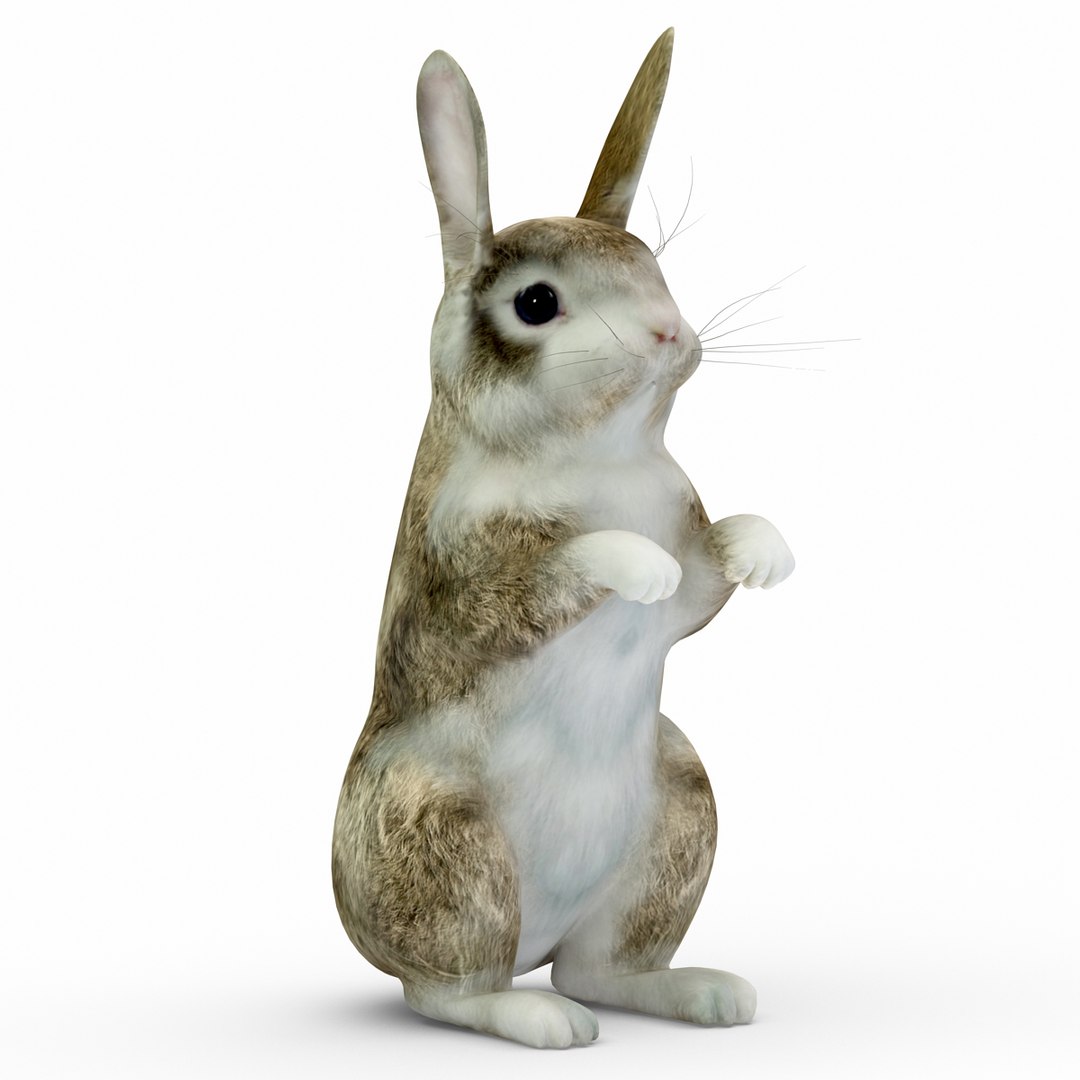 Rabbit V2 3d Model