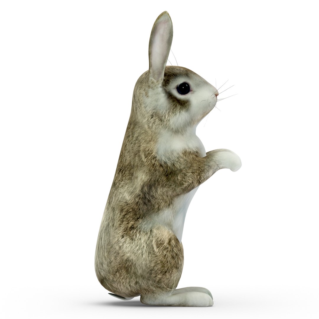 Rabbit V2 3d Model
