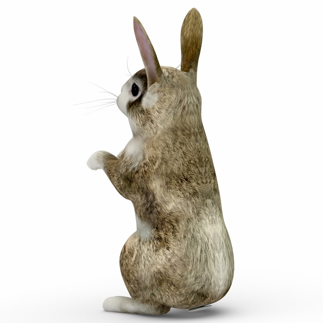 Rabbit V2 3d Model