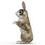 Rabbit V2 3d Model