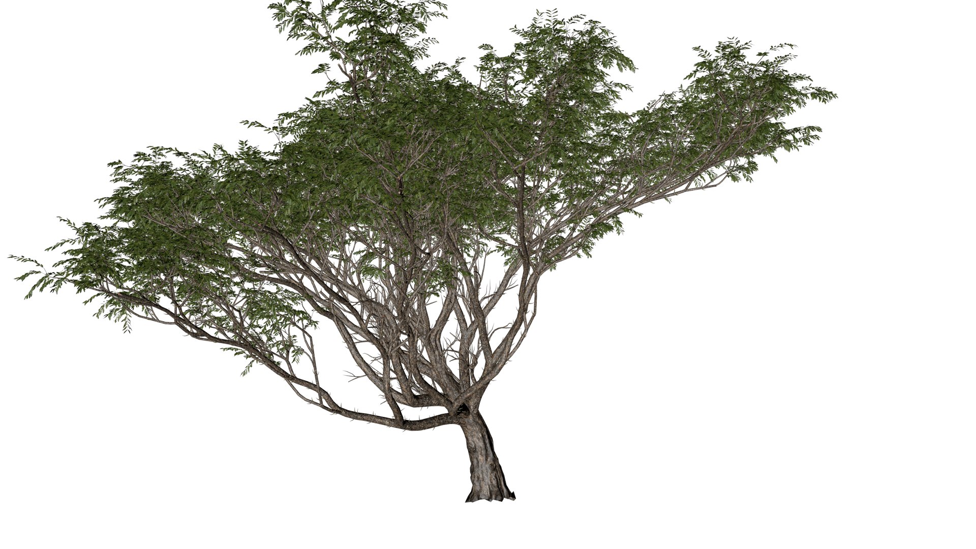 Acacia Tree - 09 - Model - TurboSquid 2374228