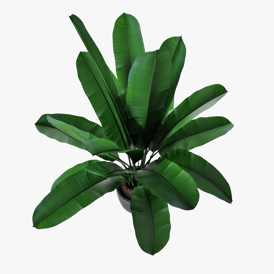 3D Banana Tree Model - TurboSquid 1342000