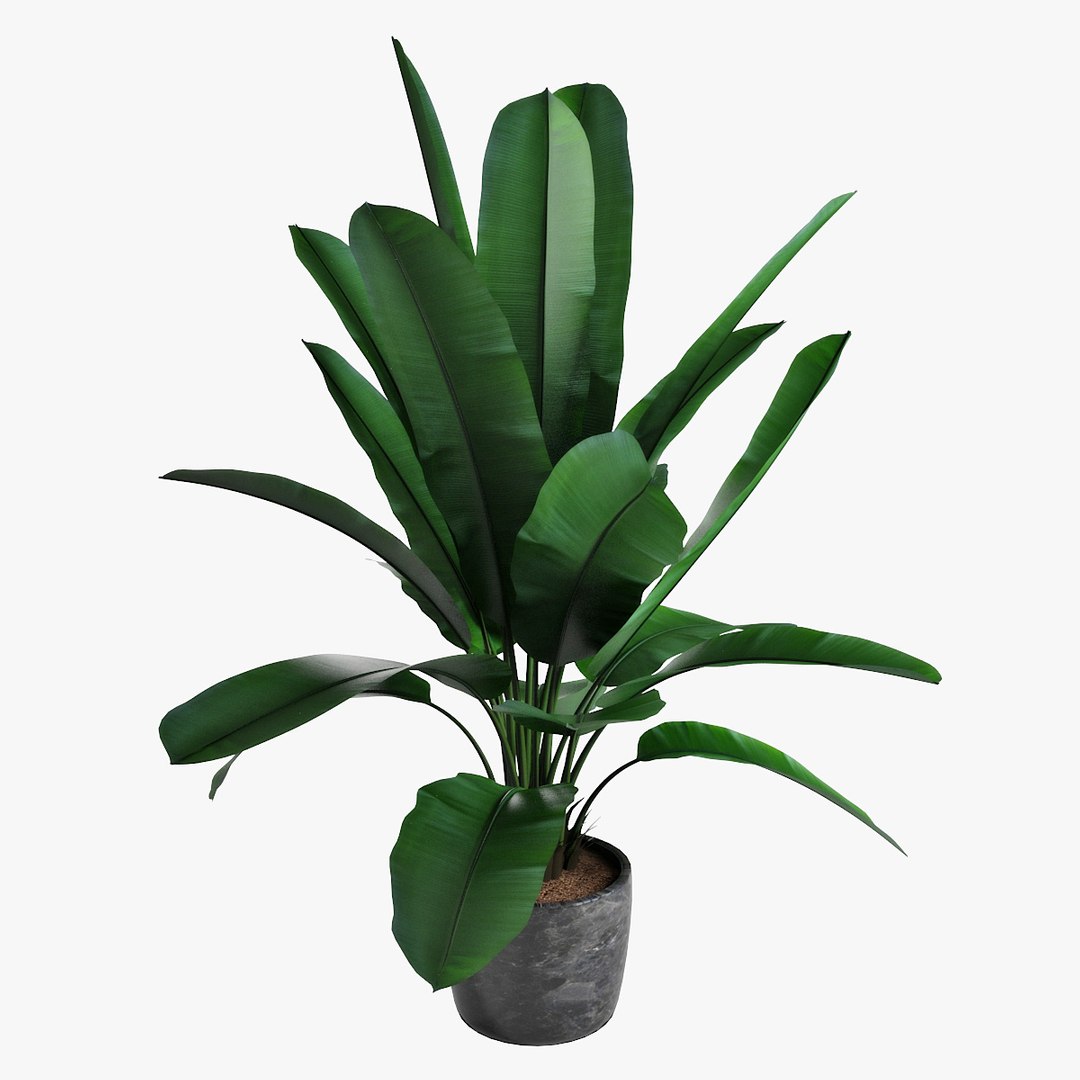 3D Banana Tree Model - TurboSquid 1342000