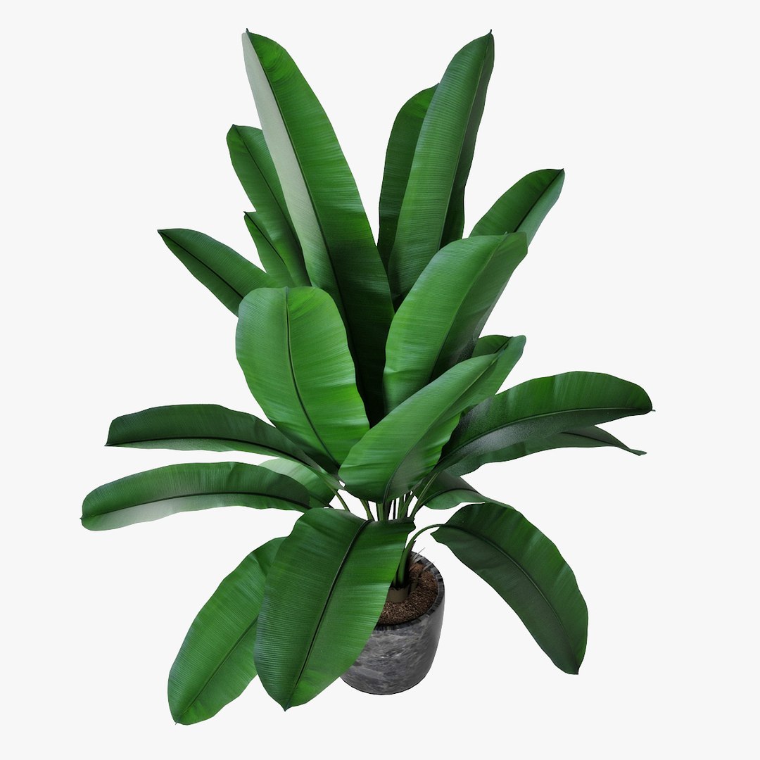 3D Banana Tree Model - TurboSquid 1342000