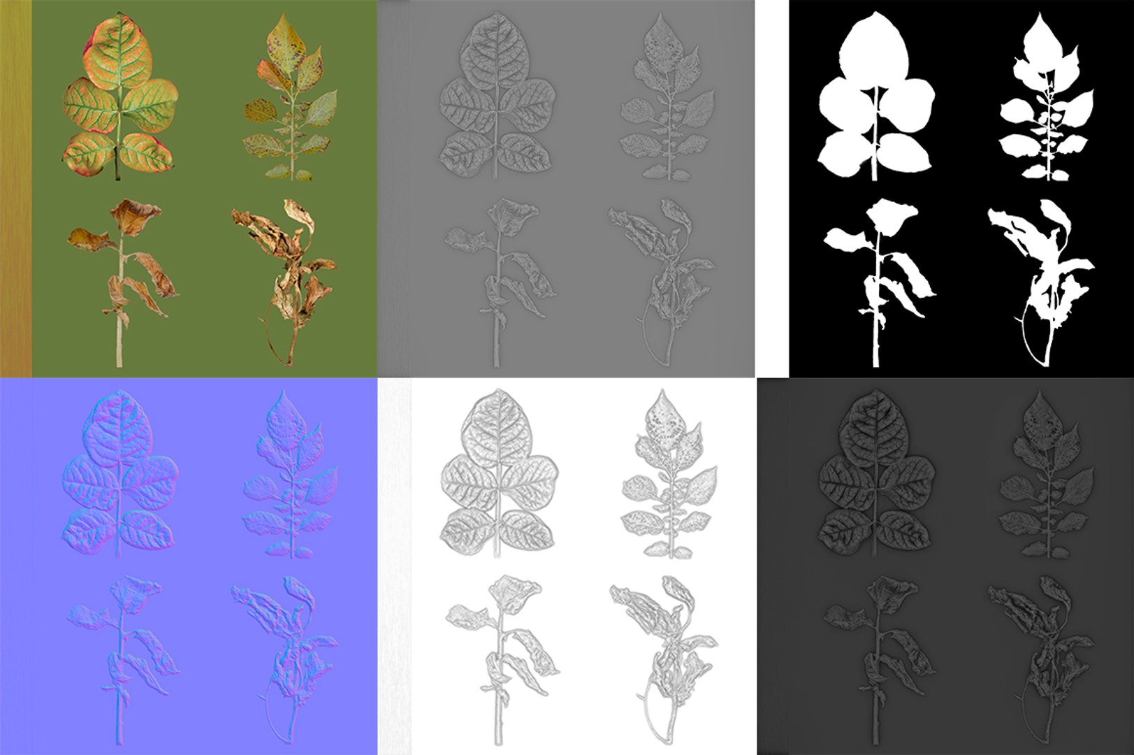 3D Withered Potato Tuber 3 Model - TurboSquid 1774857