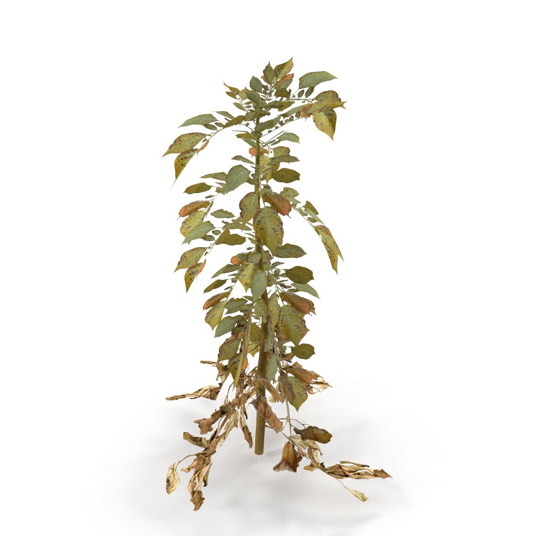 3D Withered Potato Tuber 3 Model - TurboSquid 1774857