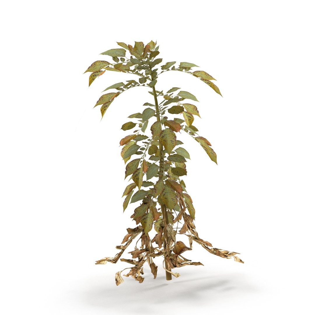 3D Withered Potato Tuber 3 Model - TurboSquid 1774857