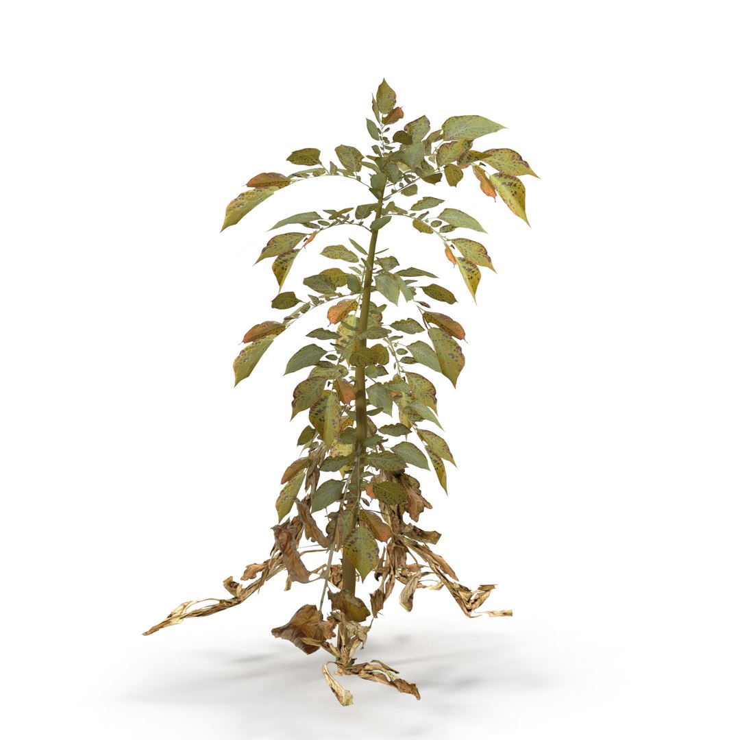 3D Withered Potato Tuber 3 Model - TurboSquid 1774857