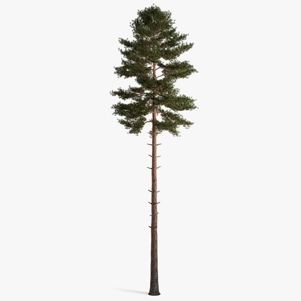 scotch fir 3d model