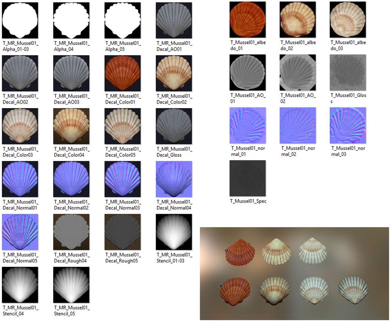 3D Mussel 01 - Triangle Mesh - Decal Model - TurboSquid 1784428