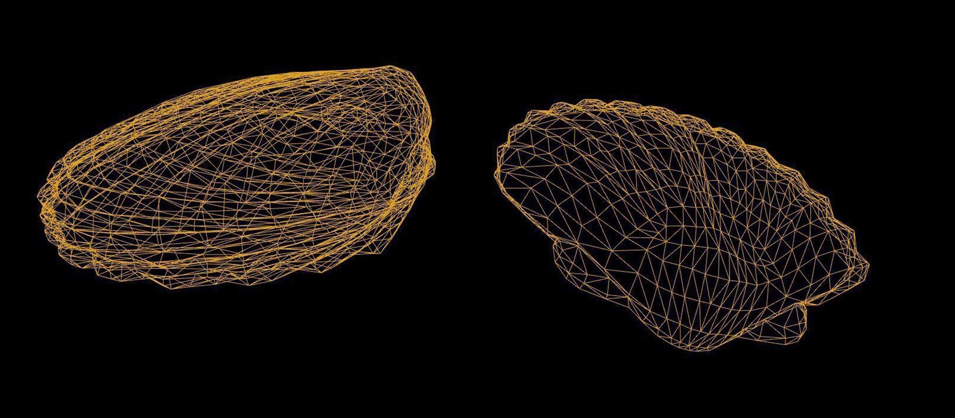 3D Mussel 01 - Triangle Mesh - Decal Model - TurboSquid 1784428