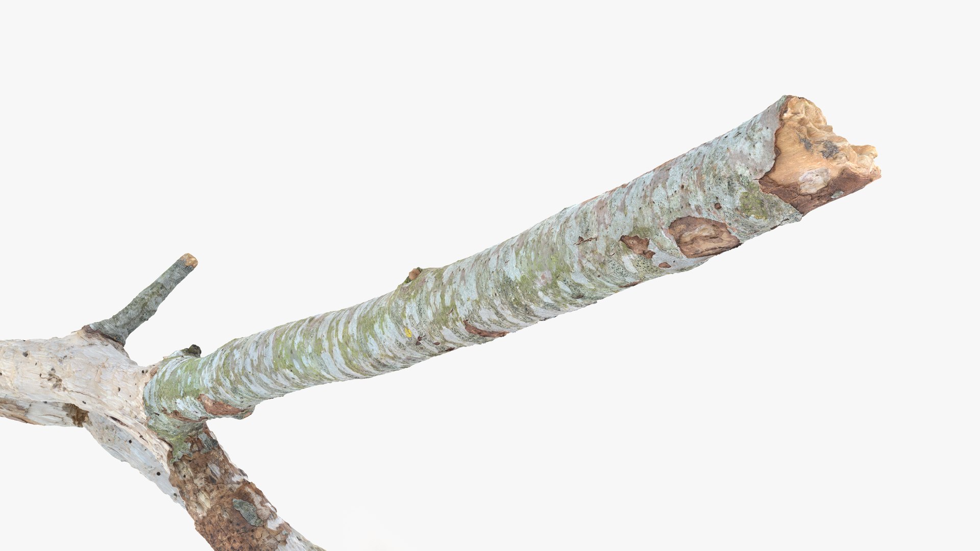 Tree broken withered roots 3D model - TurboSquid 1485759