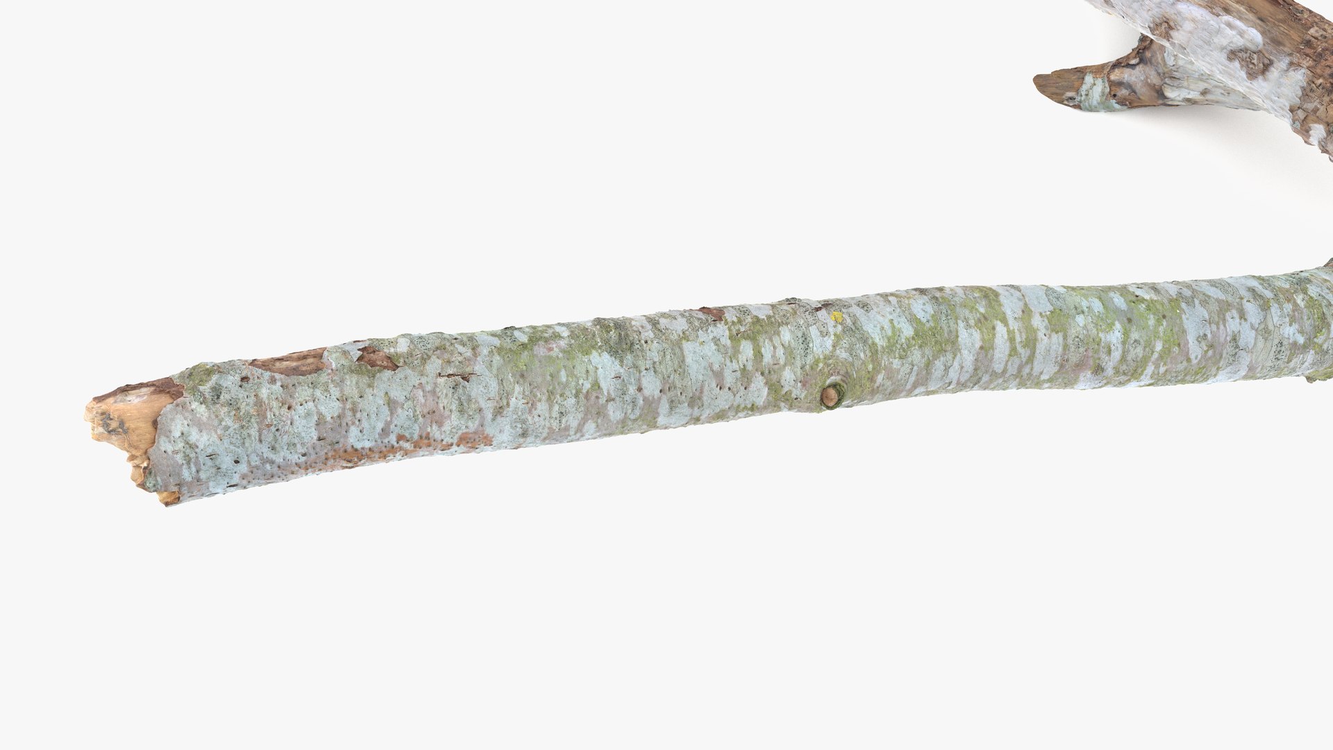 Tree broken withered roots 3D model - TurboSquid 1485759