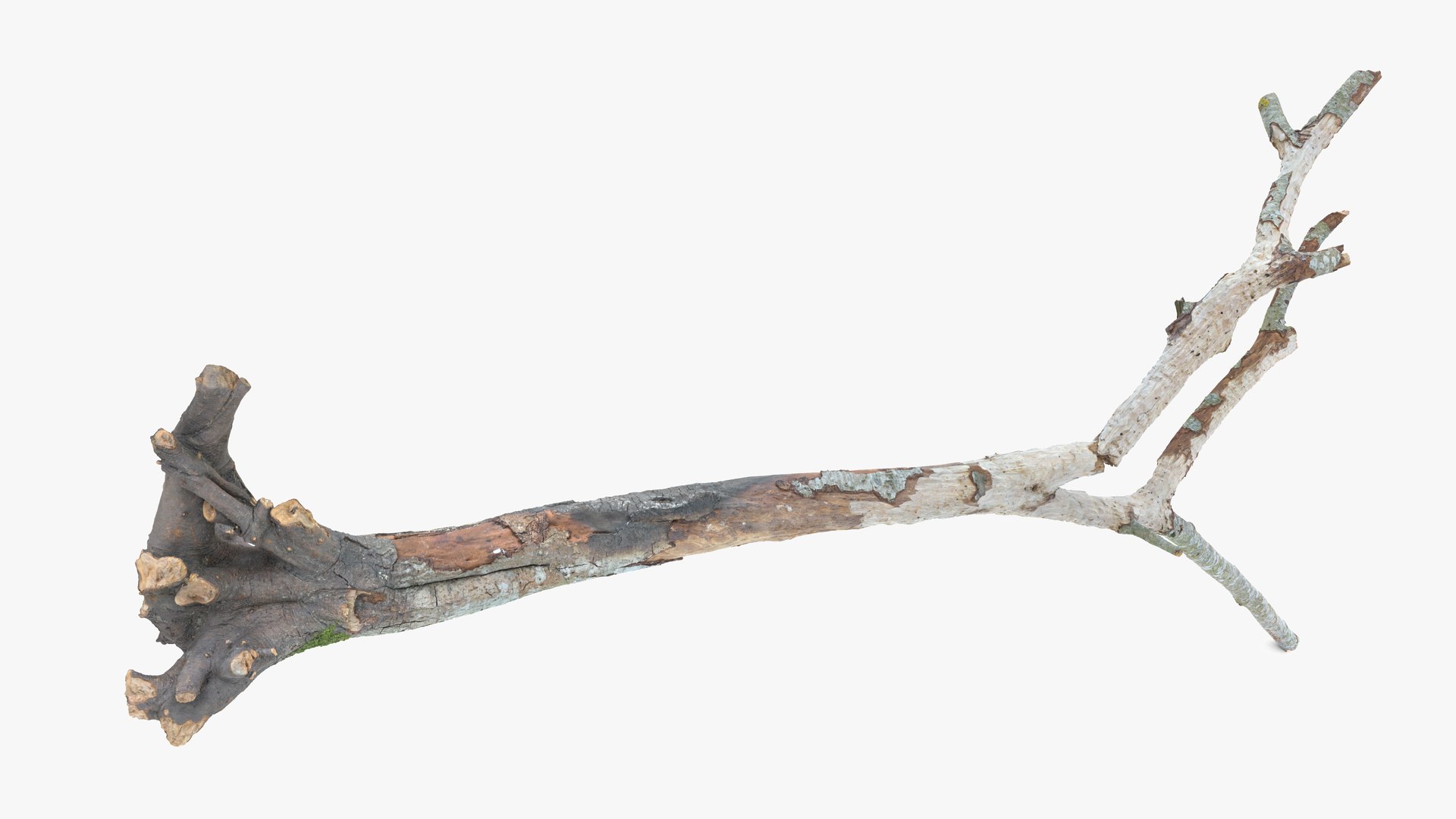 Tree broken withered roots 3D model - TurboSquid 1485759