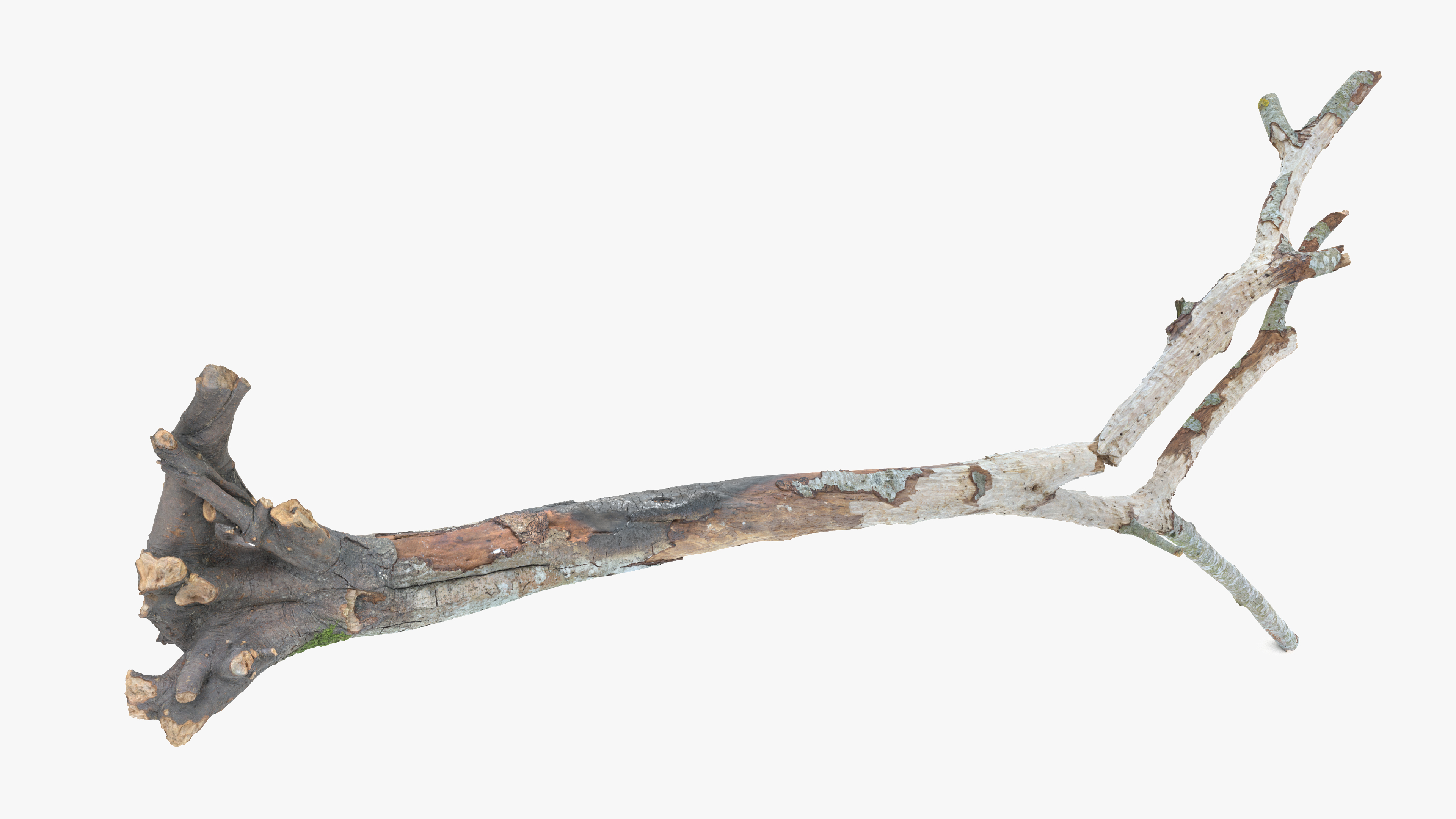 뿌리와 시든 부러진 된 나무 3D 모델 - TurboSquid 1485759